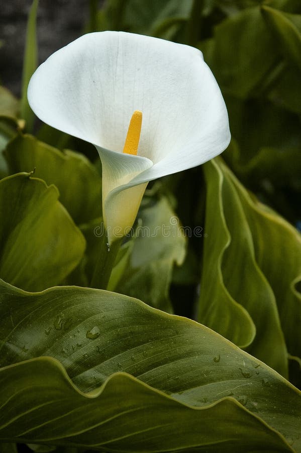 Calla lily stock image. Image of pollen, single, field - 25264279