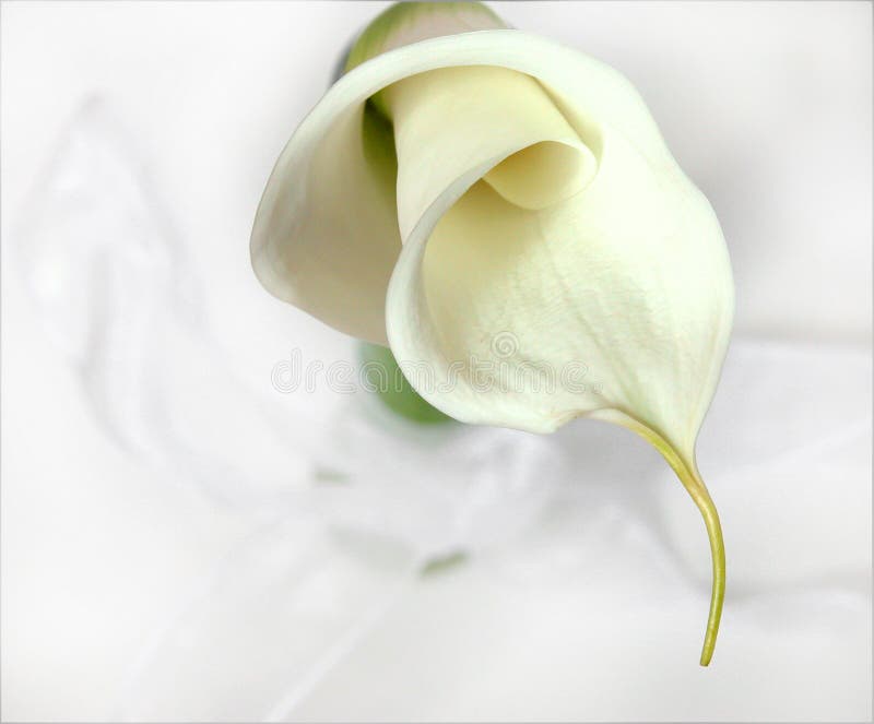 Calla Lily stock image. Image of lily, calla, curl, bell - 692407