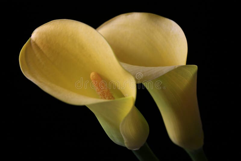 Black & White Calla Lilies Stock Photo - Image of black, bunch: 2441974