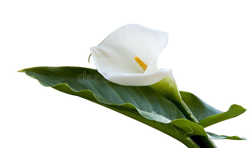 Flower Calla Lily - Zantedeschia Frozen Queen. Stock Image - Image of ...