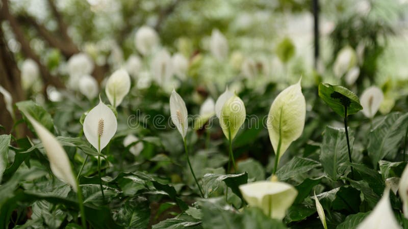 Calla Lily stock photo. Image of floral, curl, elegant - 1605380