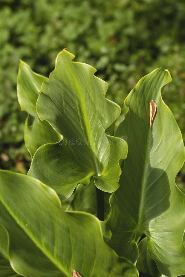 Calla lily foliage stock photo. Image of green, spring - 190137942