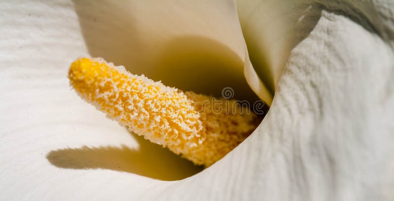 Day Lily in Full Bloom, Yellow Stock Image - Image of bloom, color ...