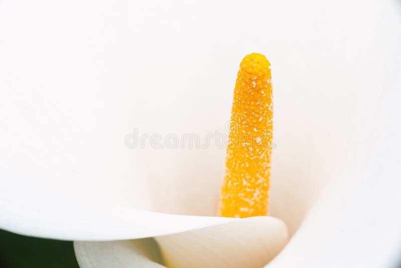 Calla lily macro shot stock photo. Image of natural - 145563768