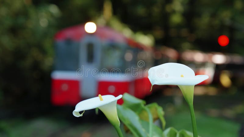 Calla Lily and Old Train Running in the Forest Stock Video - Video of ...