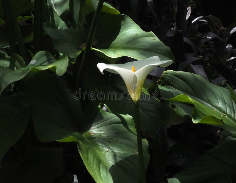 Calla Lily or Zantedeschia Aethiopica Foto de Stock - Imagem de planta ...
