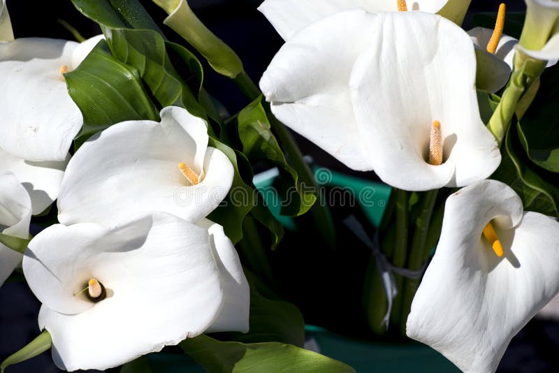 Calla Palustris. Water Arum in Yamal Swamp Stock Photo - Image of ...
