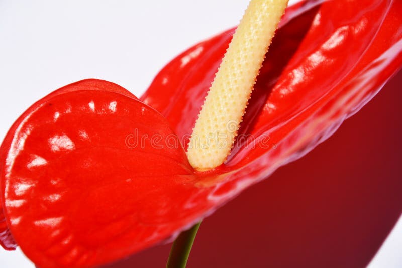 Fiore Della Calla, Simbolo Di Gioia Immagine Stock - Immagine di ...