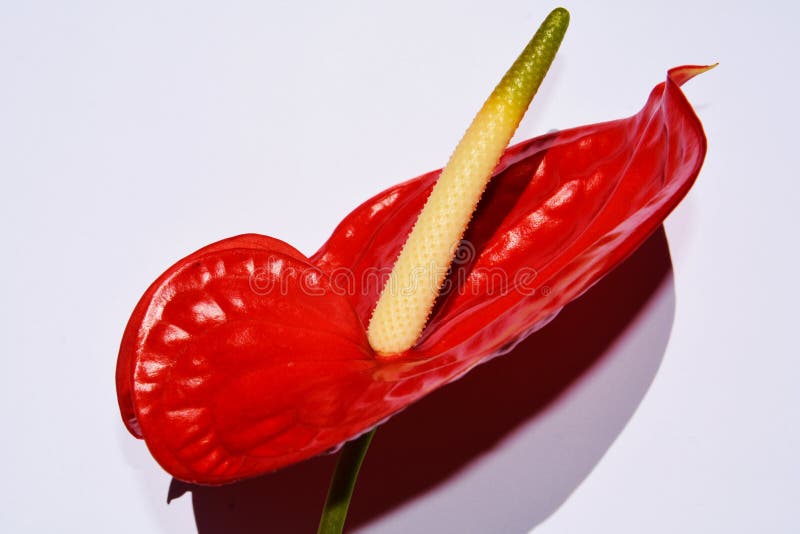 Calla rossa, simbolo immagine stock. Immagine di forza - 88196773