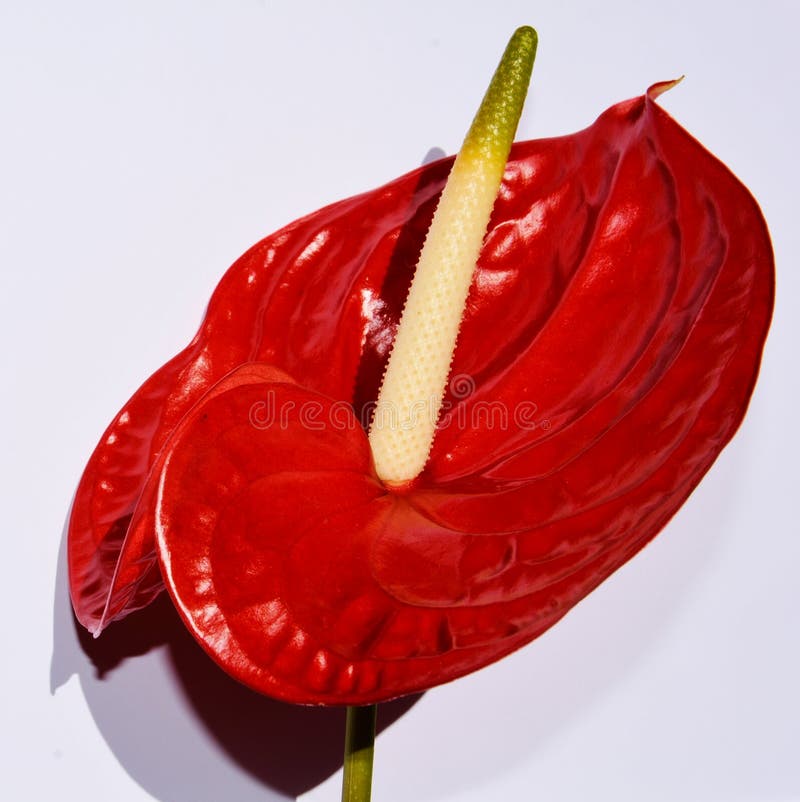 Calla rossa, simbolo immagine stock. Immagine di forza - 88196773
