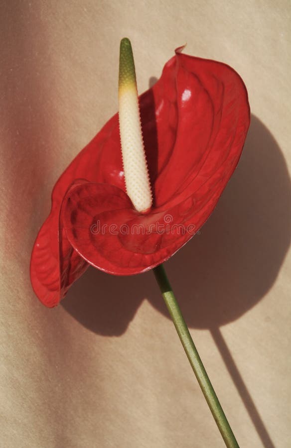 Fiore Della Calla, Simbolo Di Gioia Immagine Stock - Immagine di ...