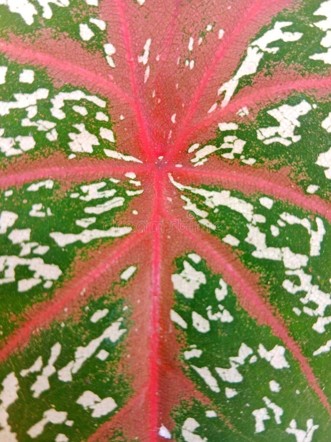 Calladium Red Star Leaf with a Very Attractive Color Combination Stock ...
