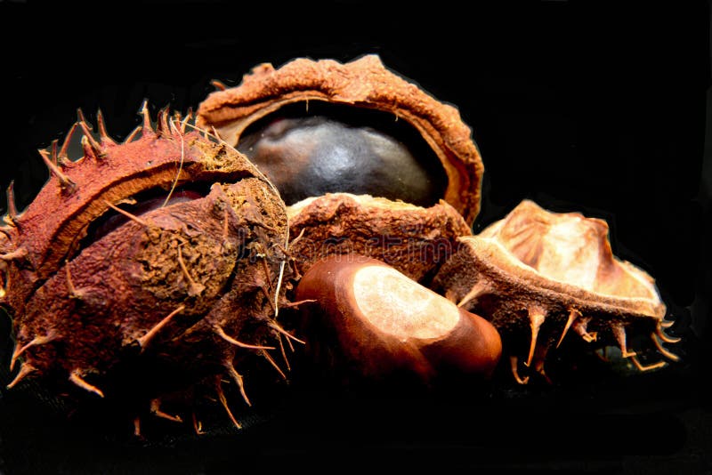 Close Up of Chessnuts on a Black Backgropuind Stock Photo - Image of ...