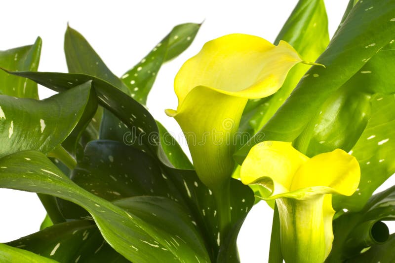 Callas. stock image. Image of plant, potplant, background - 22740625