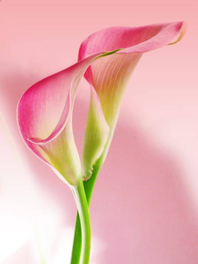 Callas cor-de-rosa imagem de stock. Imagem de botânica - 3856251