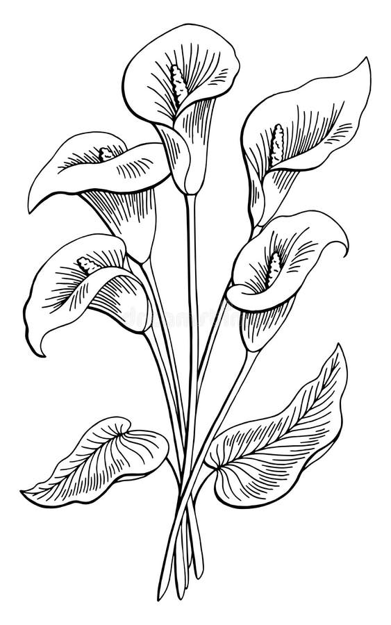 Callas Flower Graphic Black White Isolated Bouquet Sketch Illustration ... Callas Flower Graphic Black White Isolated Bouquet Sketch Illustration ...