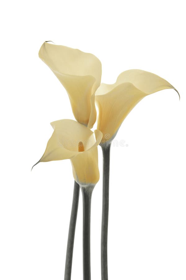 Callas flowers isolated stock photo. Image of plant, floral - 50602598
