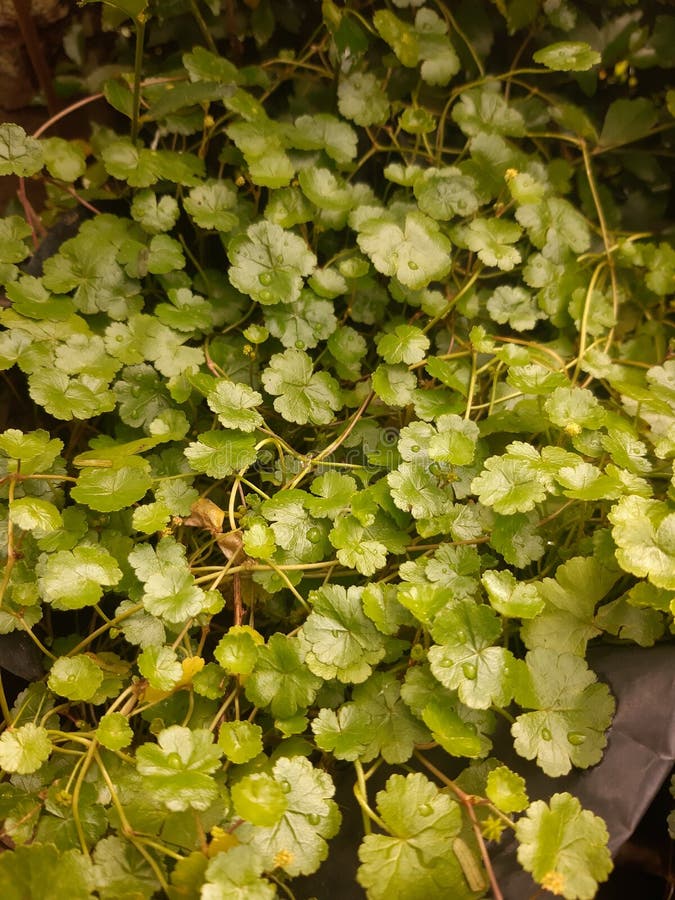 It Called Antanan in Sundanese Stock Photo - Image of called, produce ...