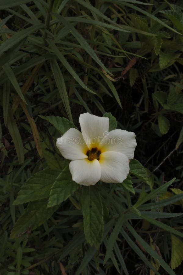 Turnera stock image. Image of turnera, indonesia, called - 240538479