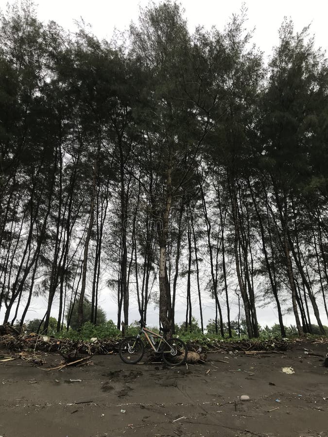 Trees stock image. Image of trash, beach, cemara, trees - 263259329