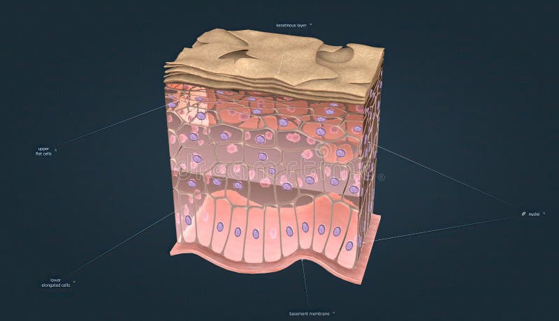 Keratinized Stratified Squamous is a Type of Stratified Epithelium that ...