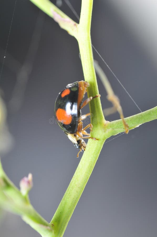 A called ladybug insects stock image. Image of biology - 307100907
