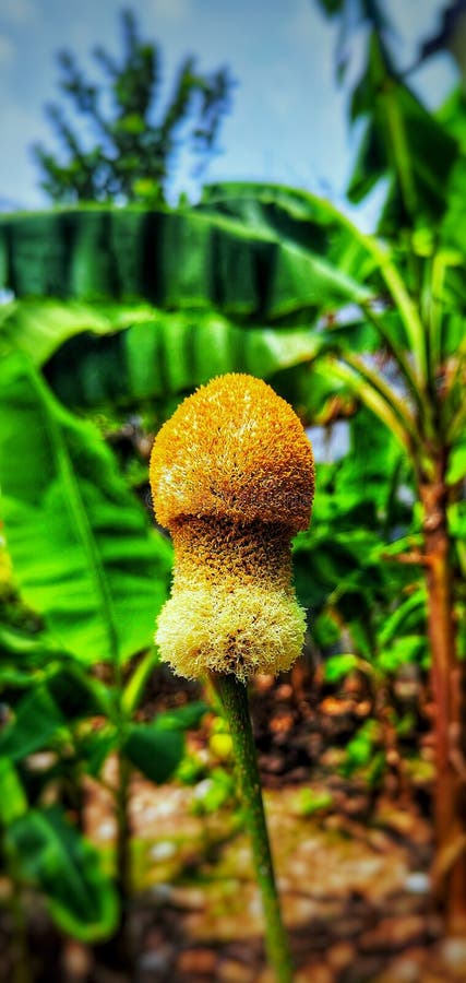 This is Called Petai Flower, the Process that Occurs before it Becomes ...