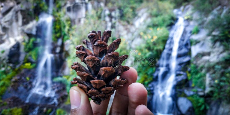 This is called pine fruit stock photo. Image of pine - 163471228