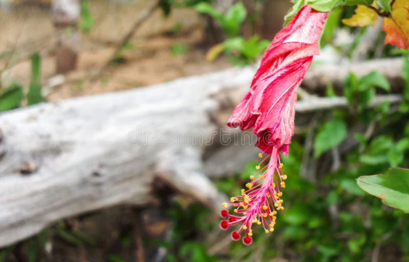 Callena Flower Stock Photos - Free & Royalty-Free Stock Photos from ...