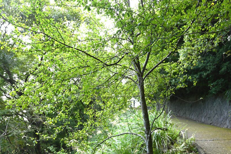 Callery Pear Tree. Rosaceae Deciduous Tree Stock Photo - Image of fruit ...