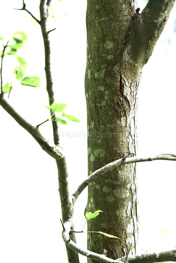 Callery Pear Tree. Rosaceae Deciduous Tree Stock Image - Image of ...