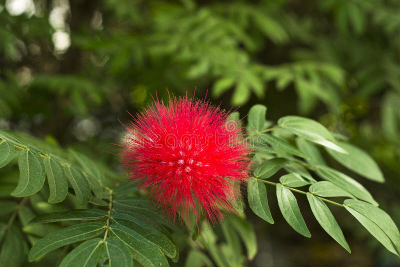 Calliandra flower stock image. Image of pompom, bloom - 34824875