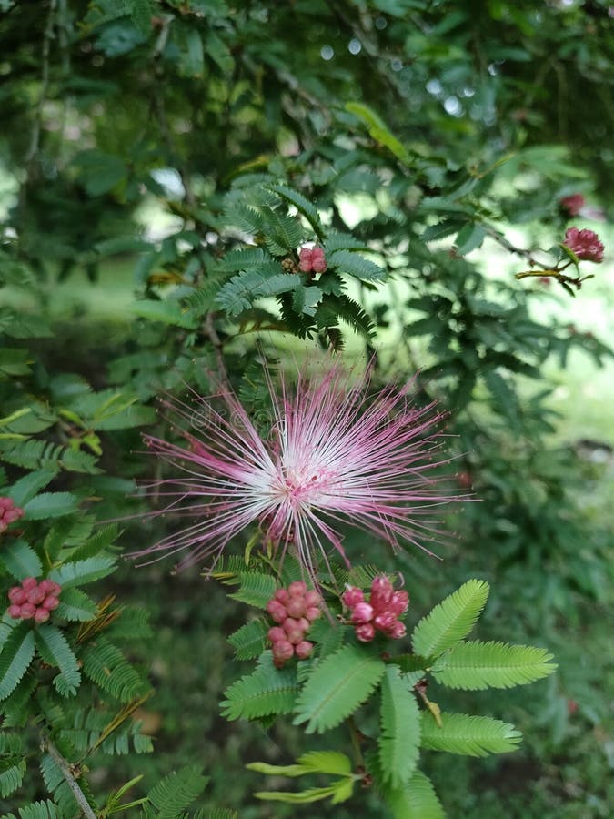 Calliandra Flowers in Bloom are Pink Stock Photo - Image of pink, plant ...
