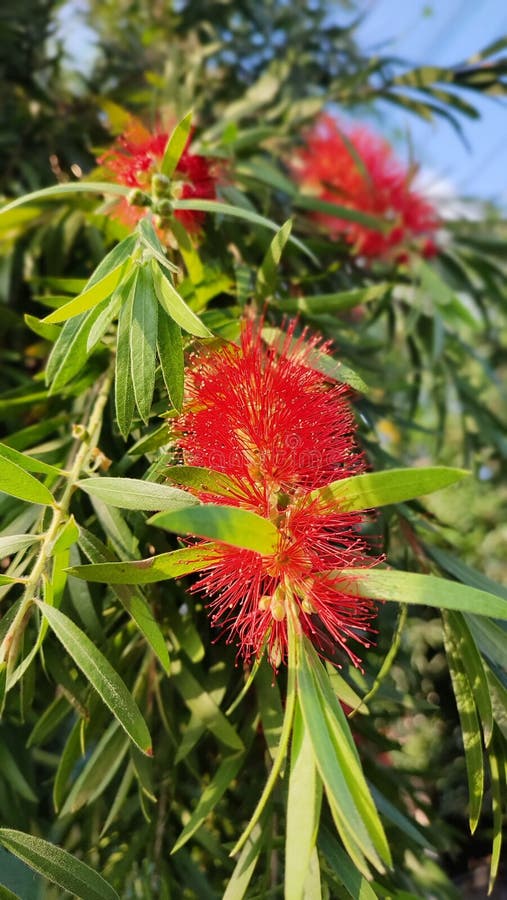 Calliandra Inaequilatera Stock Photos - Free & Royalty-Free Stock ...