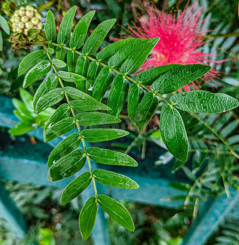 Calliandra Plant Leaves in Rain Stock Photo - Image of plant ...