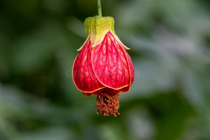 Callianthe Picta Also Known As Abutilon Striatum Stock Photo - Image of ...