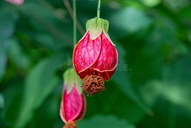 Callianthe Picta. Yellow Flower Full Blossom. Stock Photo - Image of ...