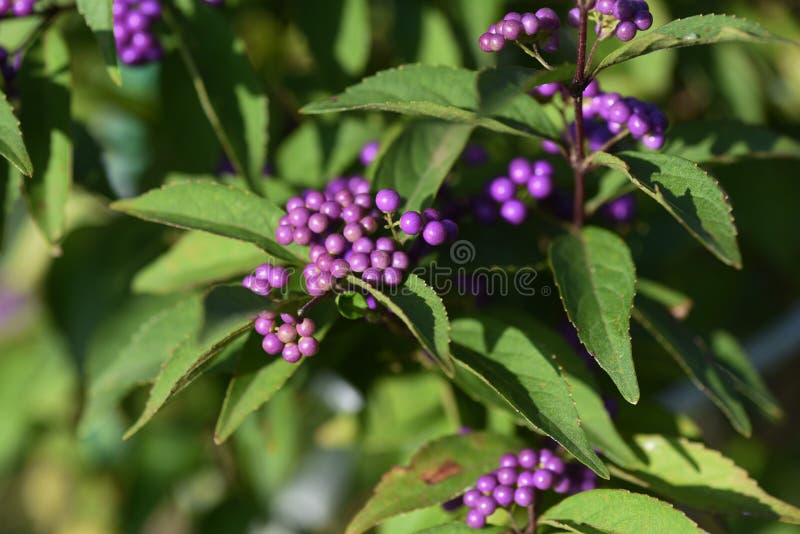 Callicarpa Dichotoma Berries Stock Image - Image of asia, nature: 197370505
