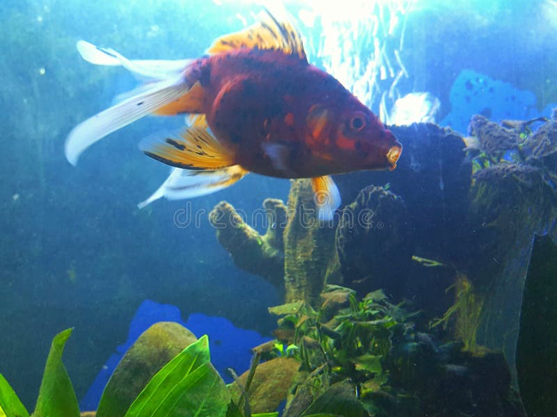 Natation De Poisson Rouge De Panda De Queue De Voile Photo stock ...