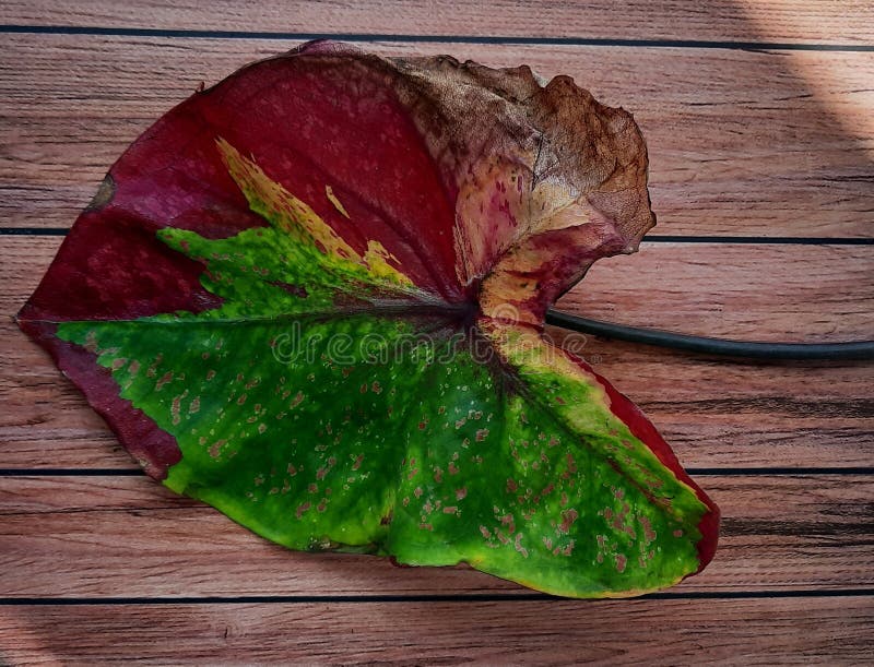 Rotten Leaf Variegata Stock Photos - Free & Royalty-Free Stock Photos ...