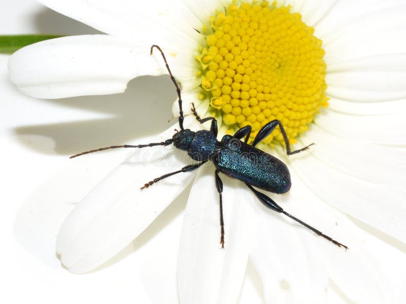Callidium Violaceum Blue Longhorn Beetle Stock Photo - Image of ...