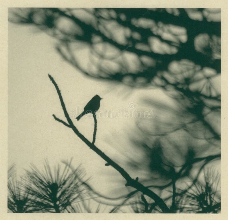 Forest Calligraphy Stock Illustrations – 8,654 Forest Calligraphy Stock ...