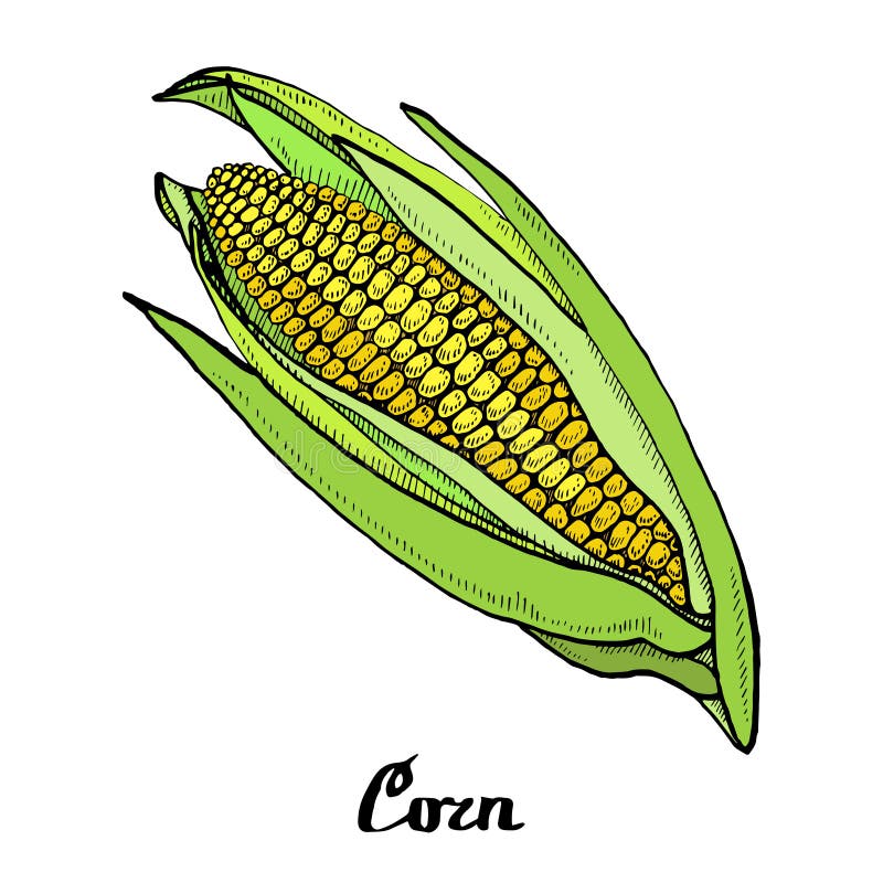 Calligraphy Coloured Corn Poster Stock Vector - Illustration of food ...