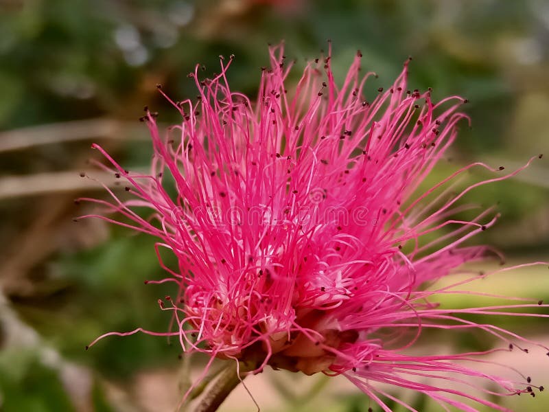 Callindra Herisii Beautiful Flower Image India Stock Photo - Image of ...