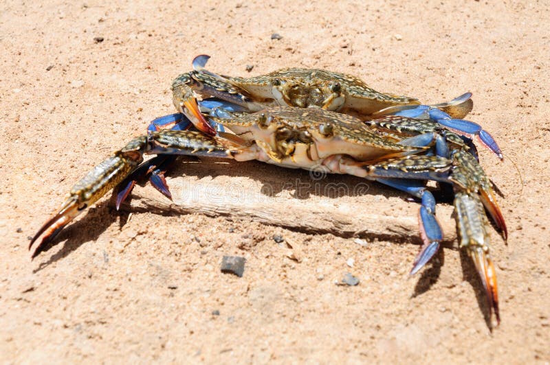 Blue Crab, Callinectes Sapidus In Sand Stock Photo - Image of fishing ...