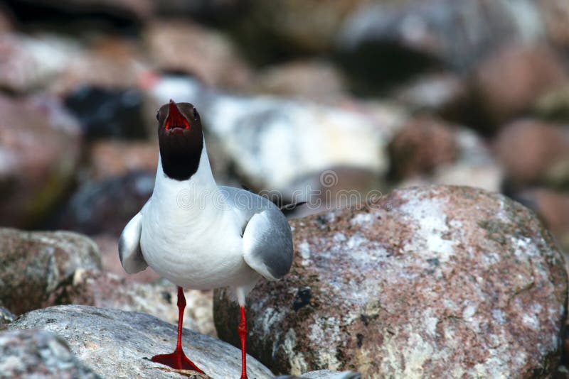 Screaming Seagull stock photo. Image of fowl, legs, gull - 153576840