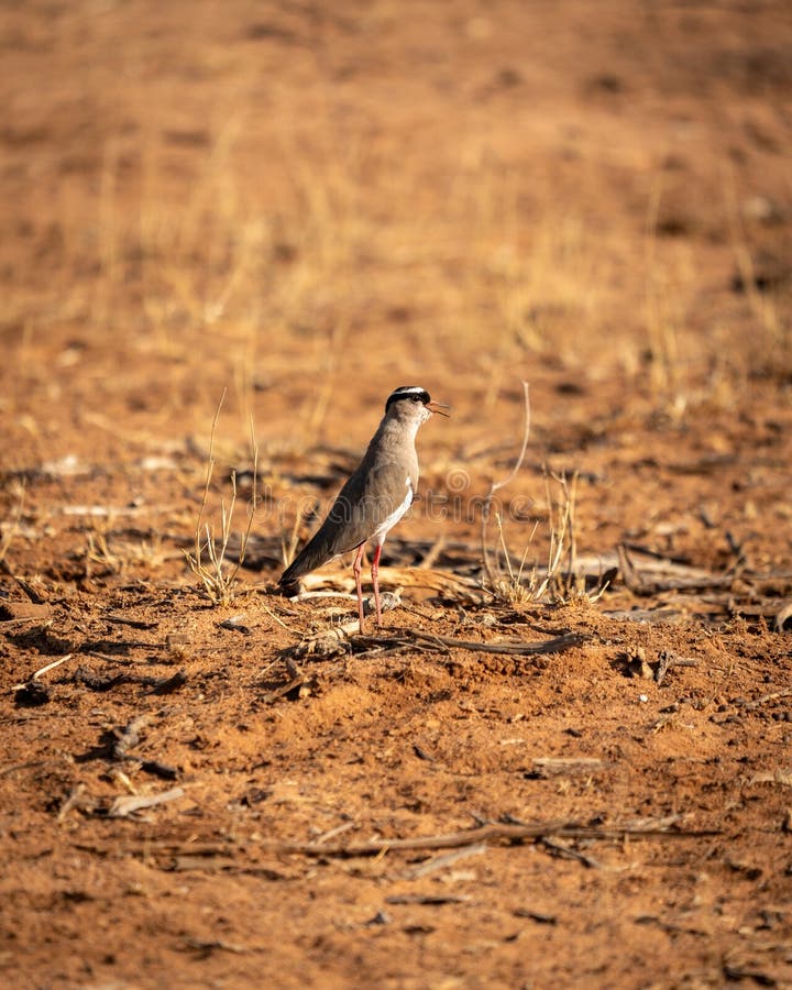 Southern Legs Sets Stock Photos - Free & Royalty-Free Stock Photos from ...