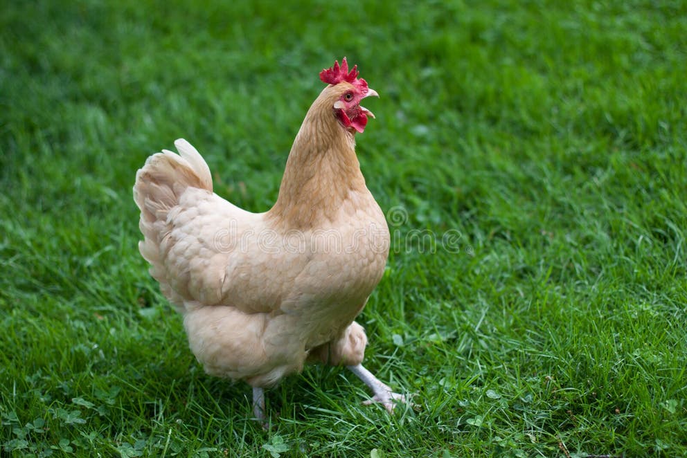 Calling hen stock image. Image of squawk, rural, vocalizing - 24690383