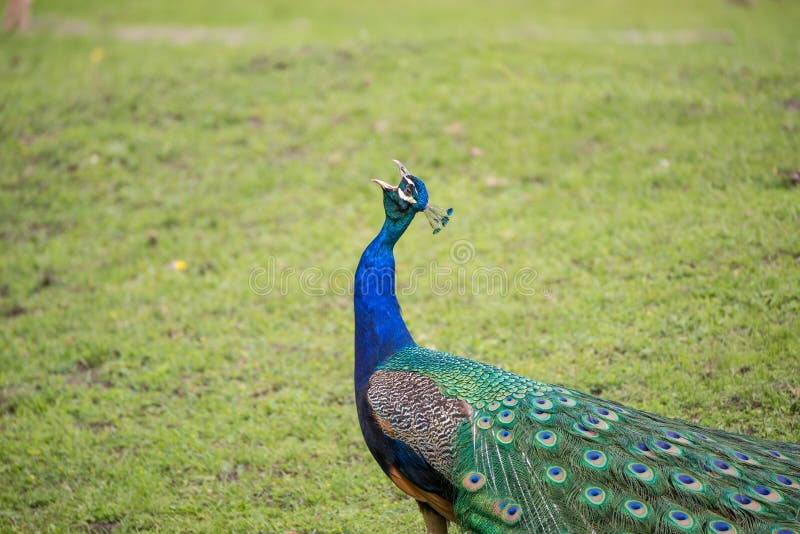 A Peacock Calling on a Wall Stock Photo - Image of kumar, birds: 140845934