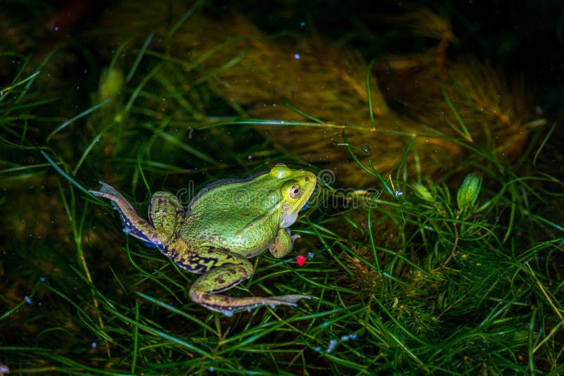 Calling Pond Frog in the Water. Stock Image - Image of tranquil ...